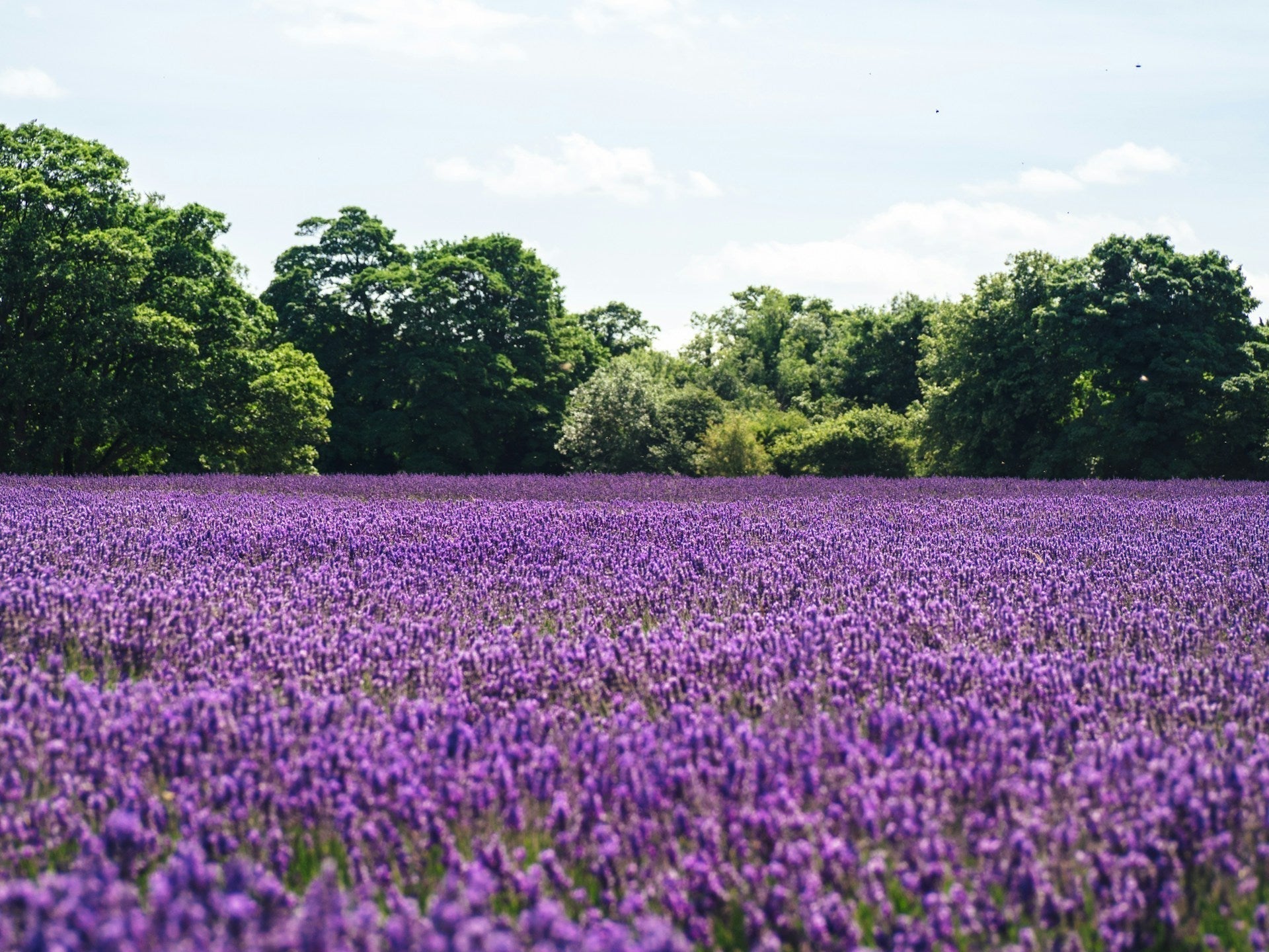 Chinese Skullcap: The Ancient Root for Modern Stress Relief – First ...